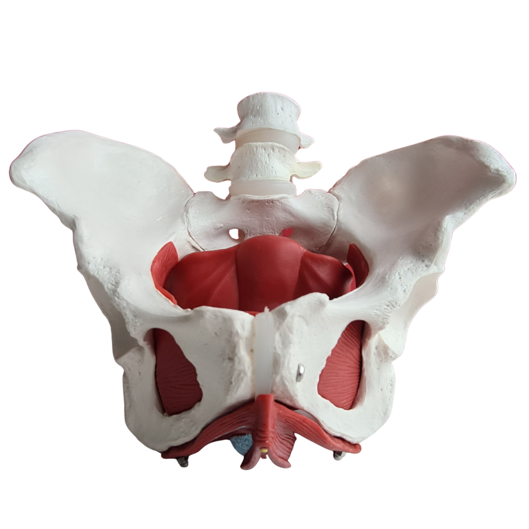 Pánevní dno v harmonii - FIT MÁMA po porodu